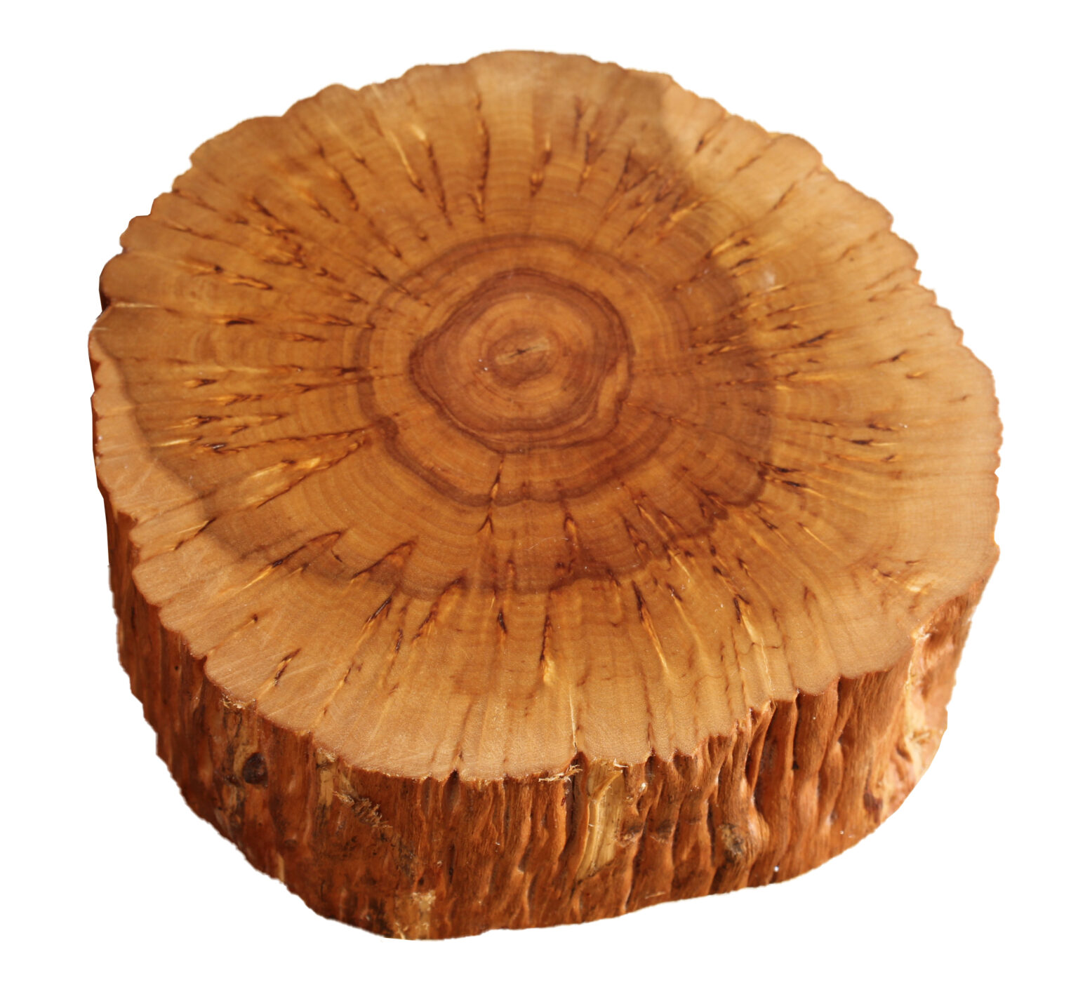 Exotic wood blanks - Curlybirchwood - Curly birch wood