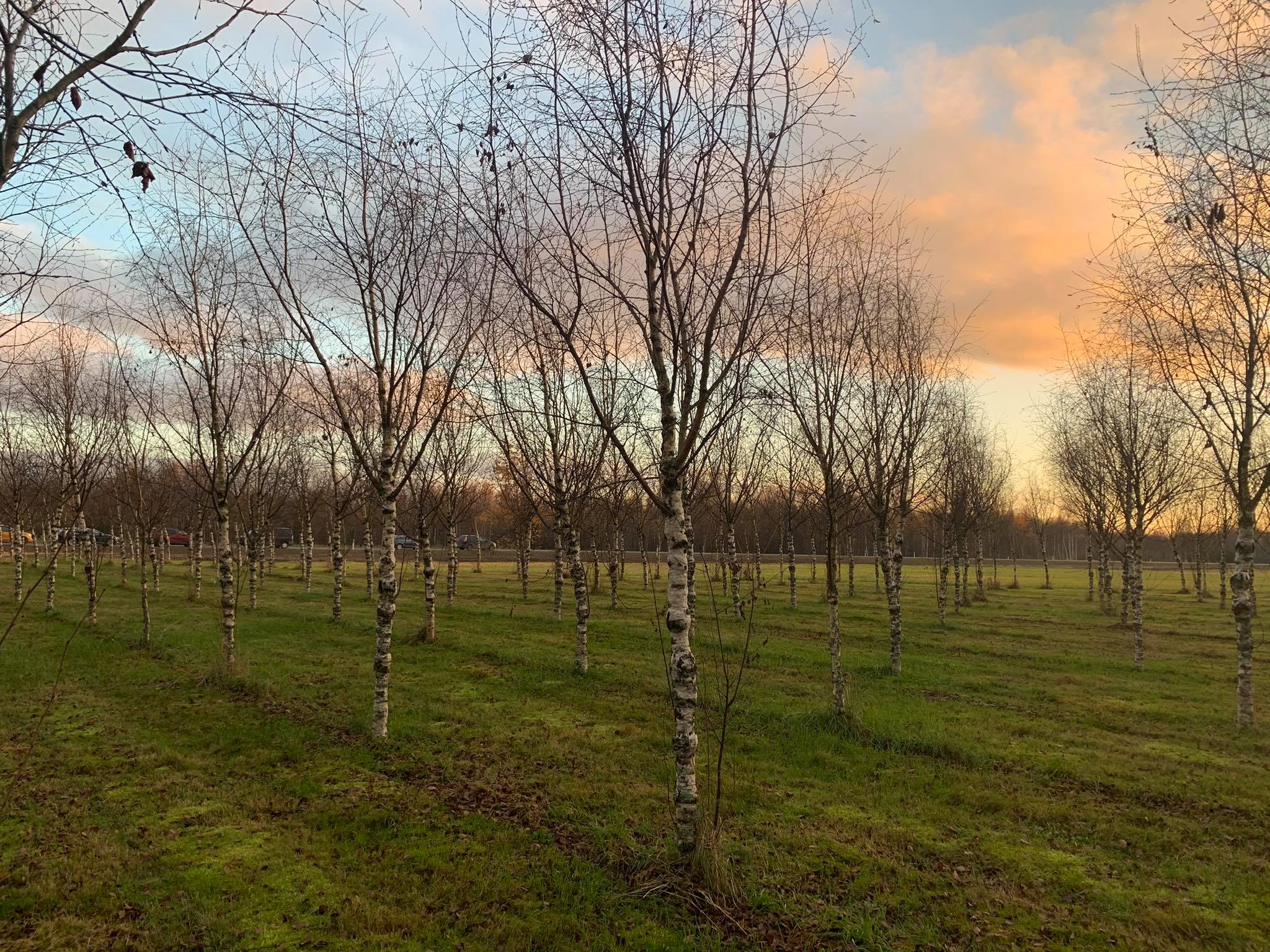 Exotic wood wholesale to B2B customers - Curlybirchwood