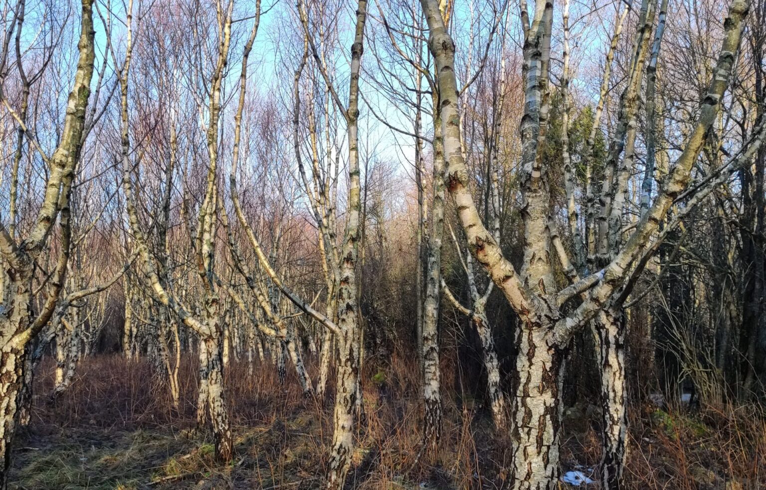 Blog - Curlybirchwood